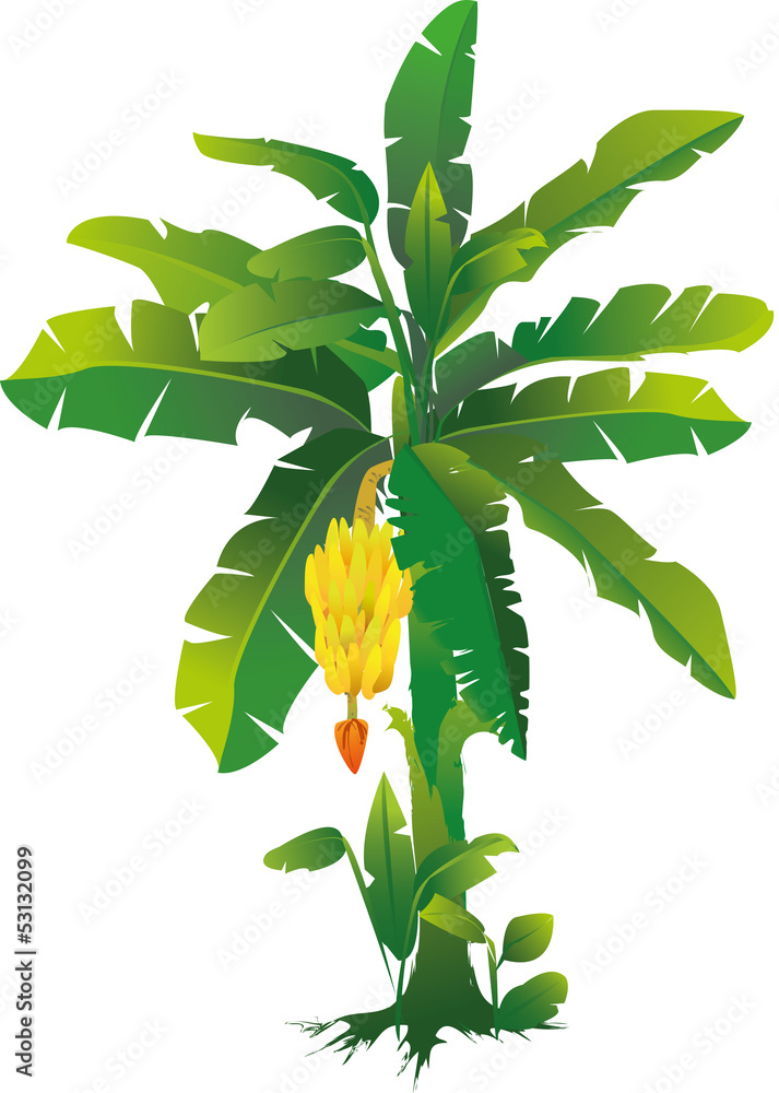 banana tree Stock Vector | Adobe Stock