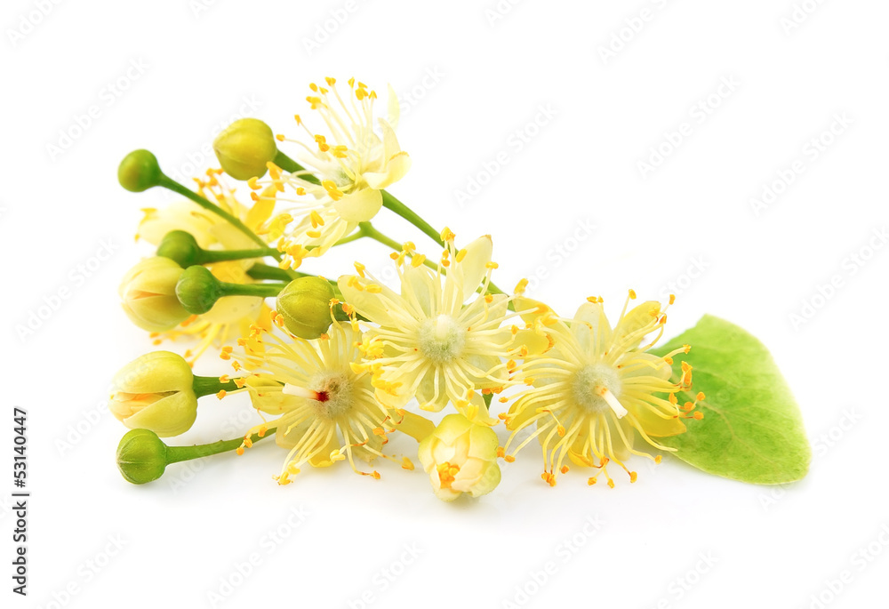 linden flowers Stock Photo | Adobe Stock