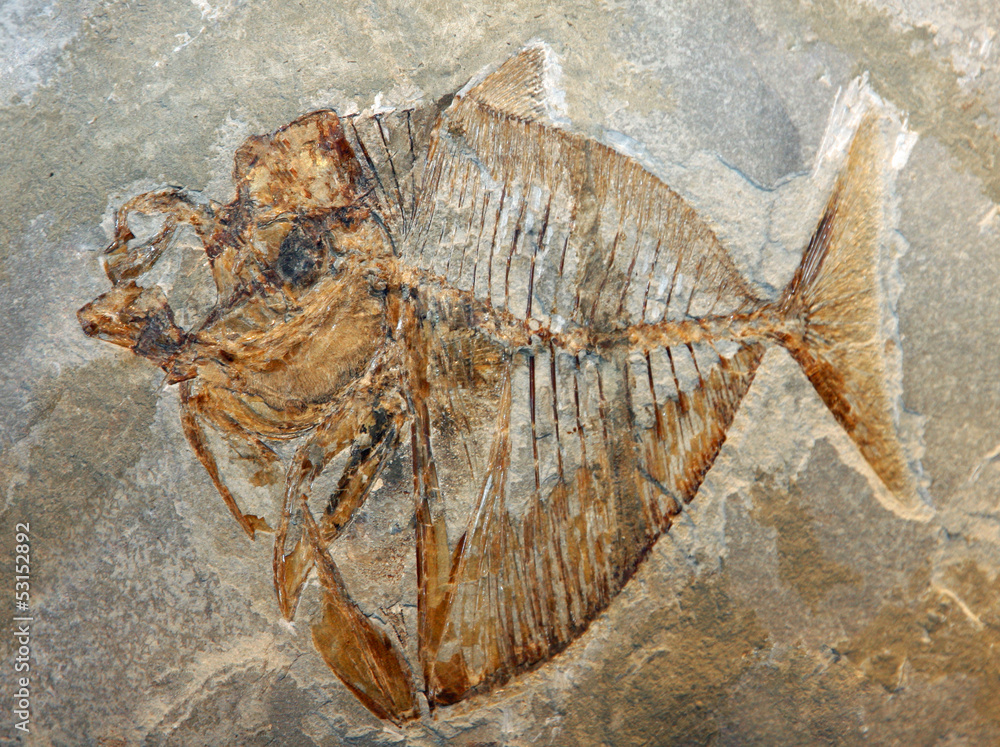 ancient fossil of a fish of a breed extinct for millions of year Stock ...