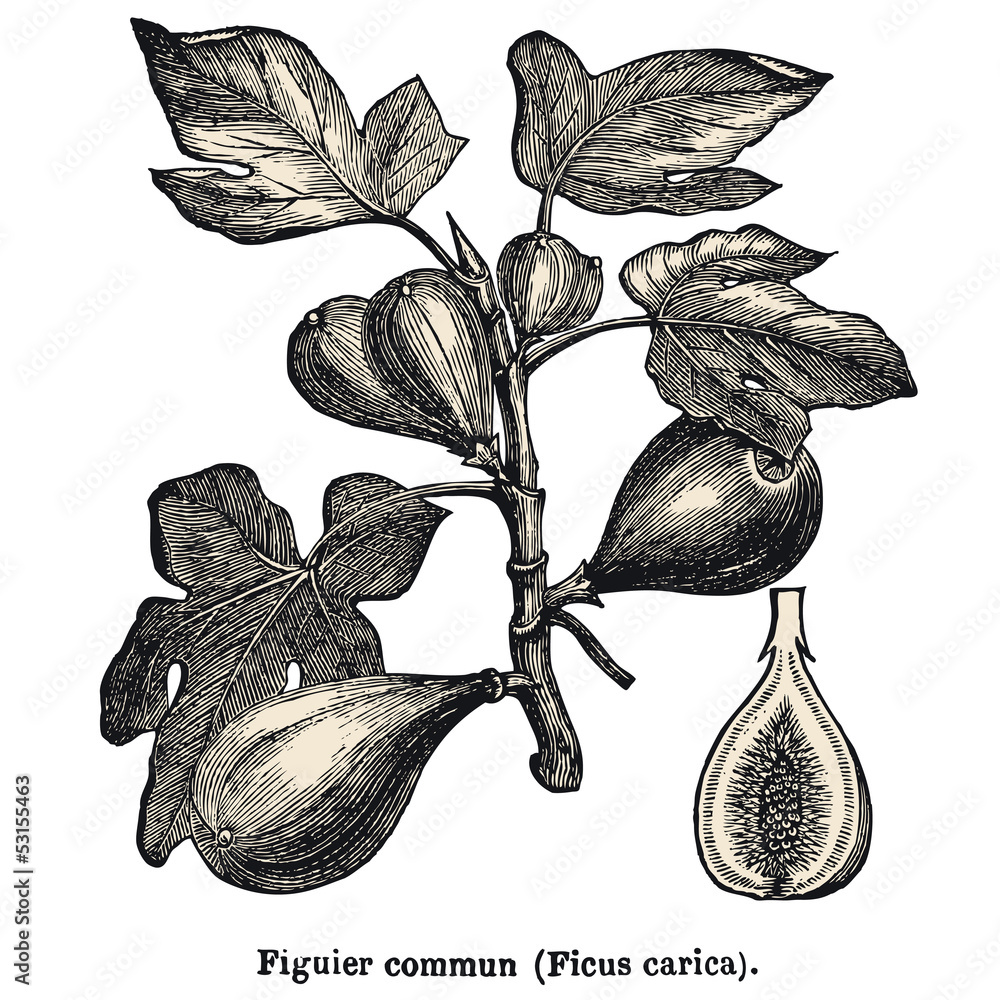 Figuier commun (Ficus carica) Stock Vector | Adobe Stock