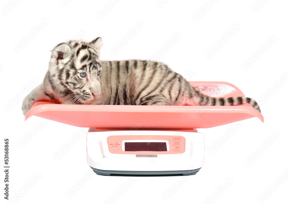 baby white tiger on weight scale Stock Photo | Adobe Stock