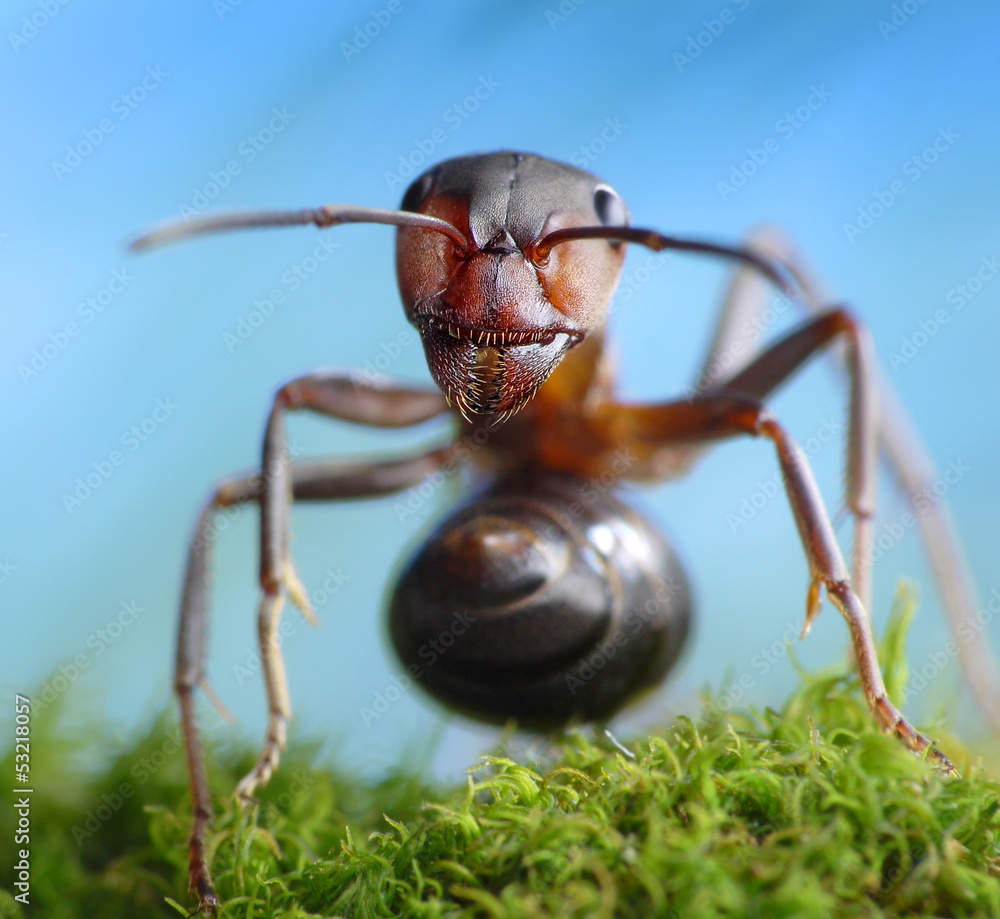 forest robber formica rufa, ant tales Stock Photo | Adobe Stock