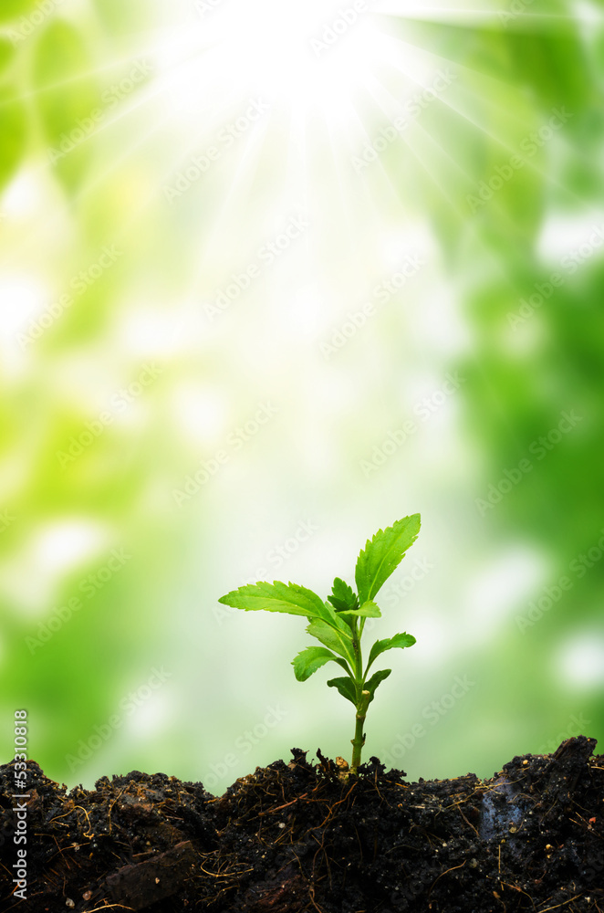 new life small tree and sunshine Stock Photo | Adobe Stock