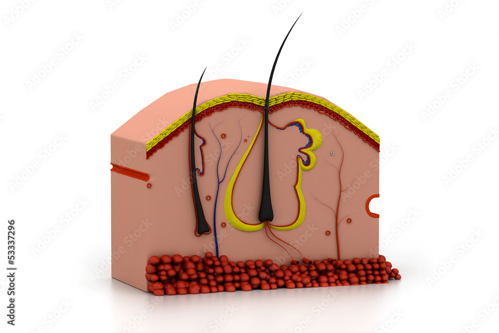 Digital illustration of human skin anatomy Stock Illustration | Adobe Stock