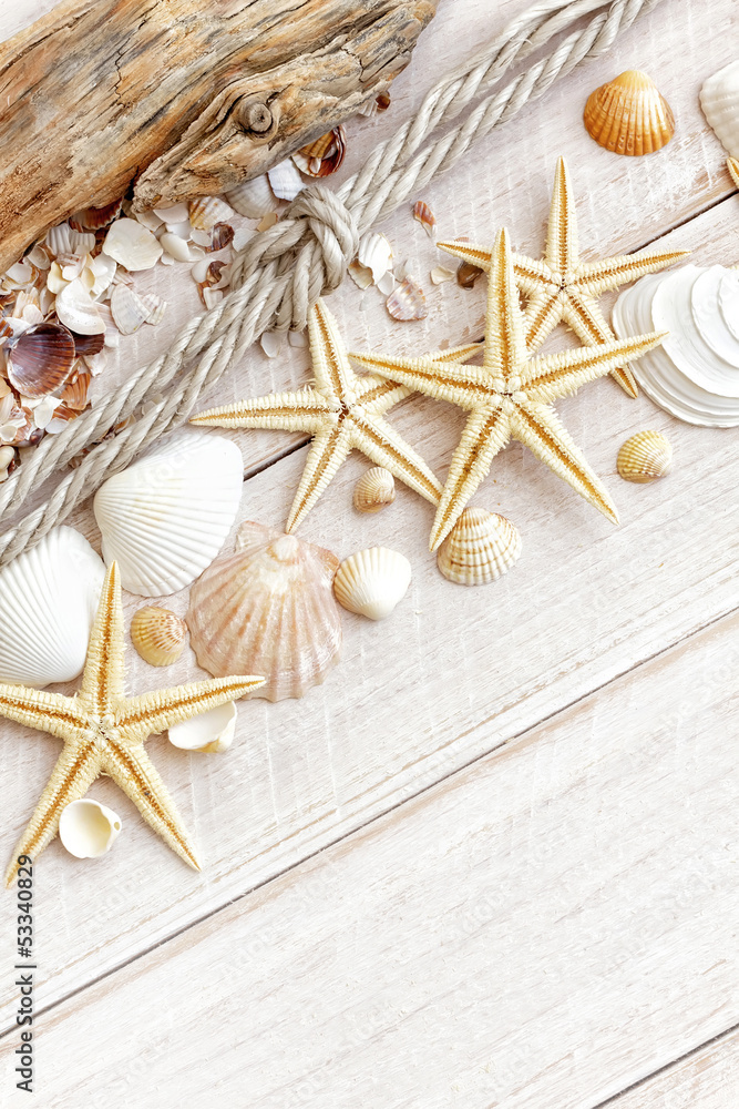Sea shells background Stock Photo | Adobe Stock