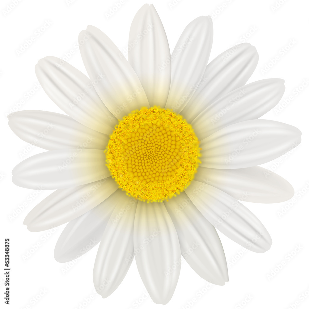 Daisy flower isolated Stock Vector | Adobe Stock