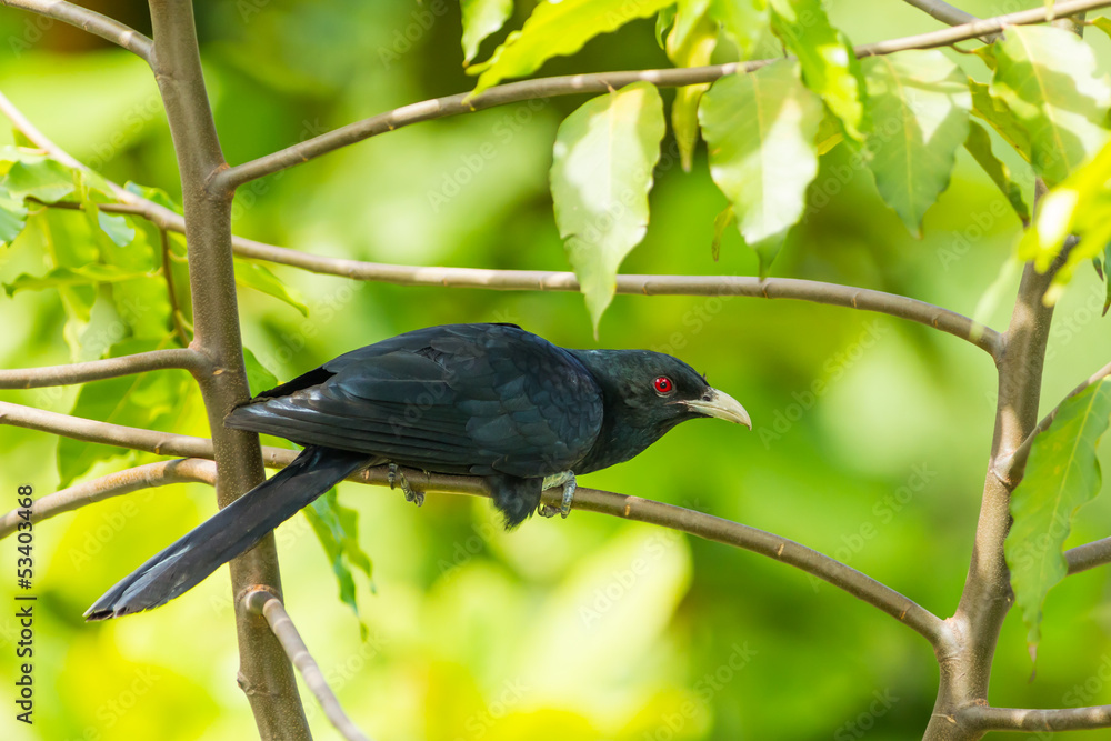 Male Common Koel(Asian Koel) bird stair at camera in nature Stock Photo ...