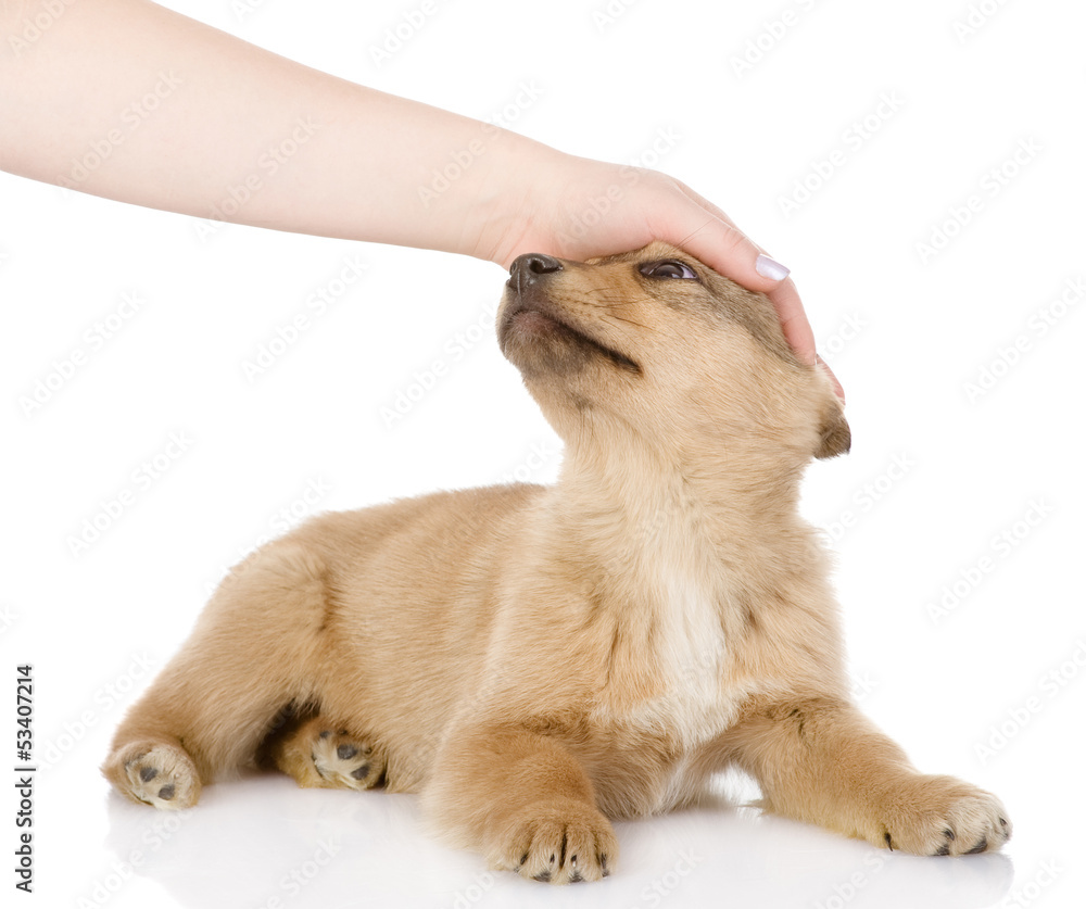 hand patting dog head. isolated on white background Stock Photo | Adobe ...