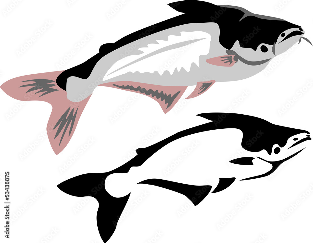 pangasius Stock Vector | Adobe Stock