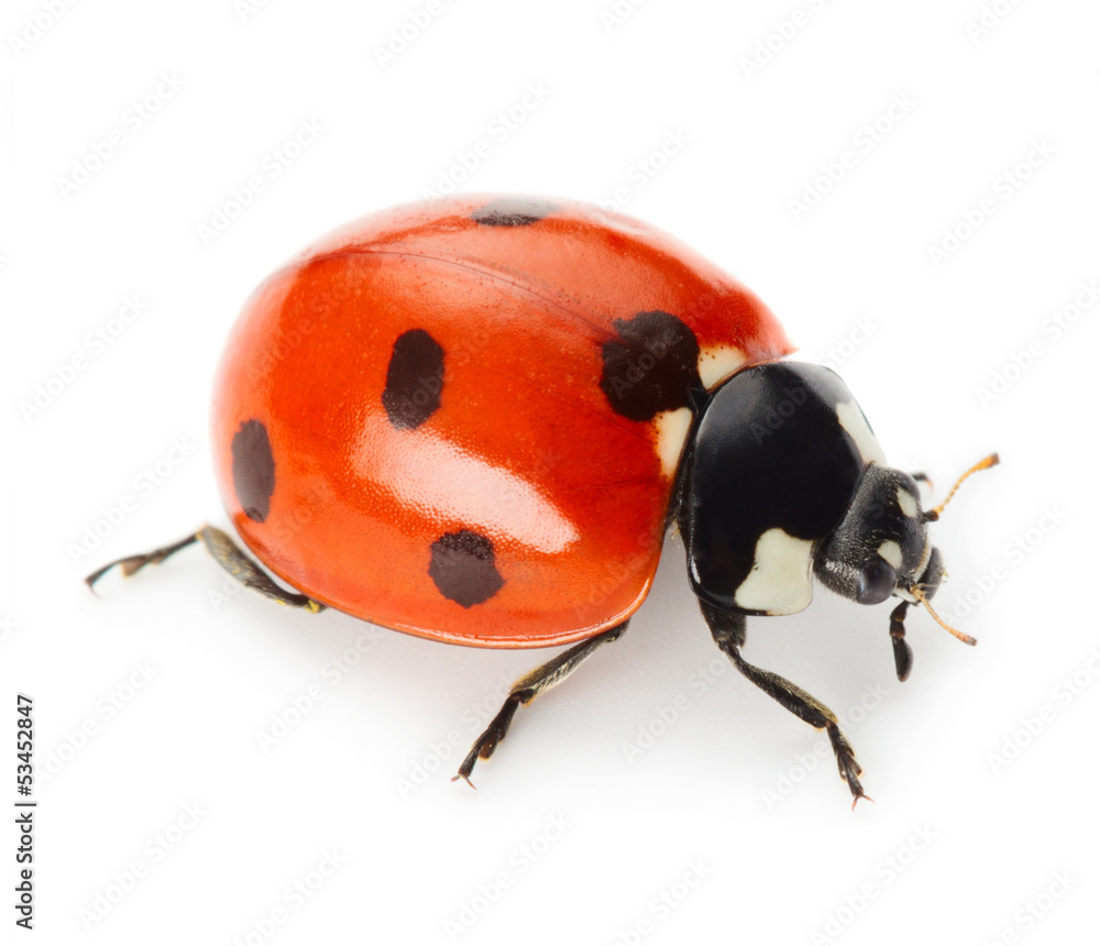 Ladybug Stock Photo | Adobe Stock