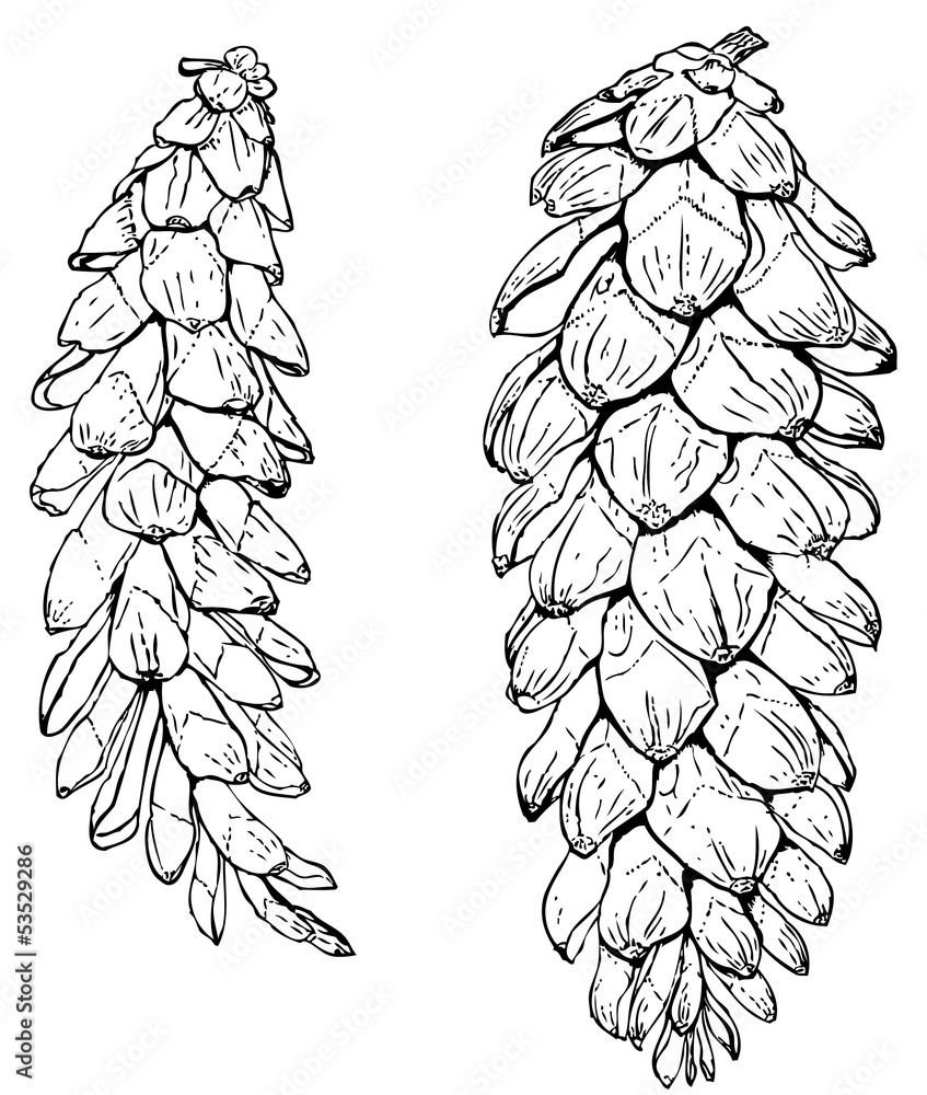 Cones of Pinus strobus (Eastern white pine) Stock Illustration | Adobe ...