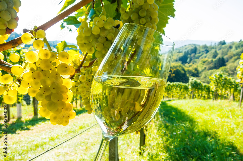 Weinglas im Weingarten Stock-Foto | Adobe Stock