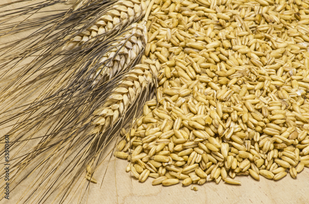 Hafer - Korn und Ähren Stock-Foto | Adobe Stock