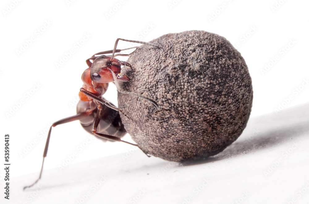 ant fights with heavy stone Stock Photo | Adobe Stock