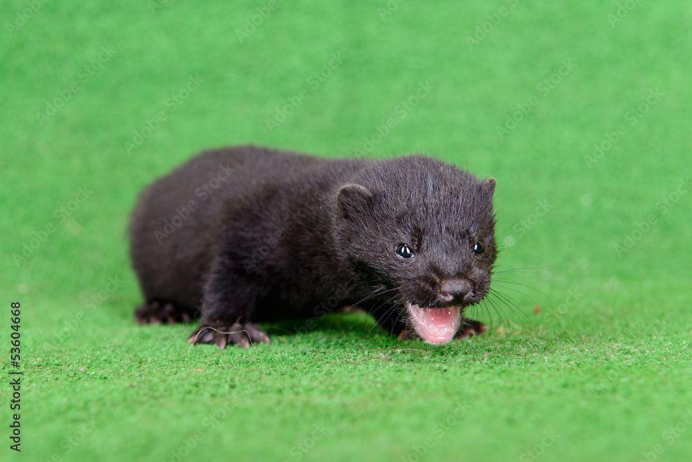 Baby Mink