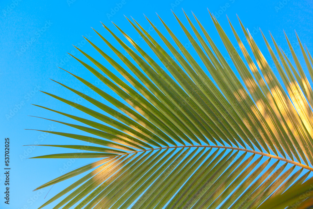 feuille de palmier palmiste Stock Photo | Adobe Stock