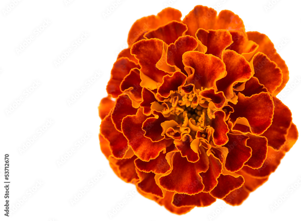 marigold isolated Stock Photo | Adobe Stock