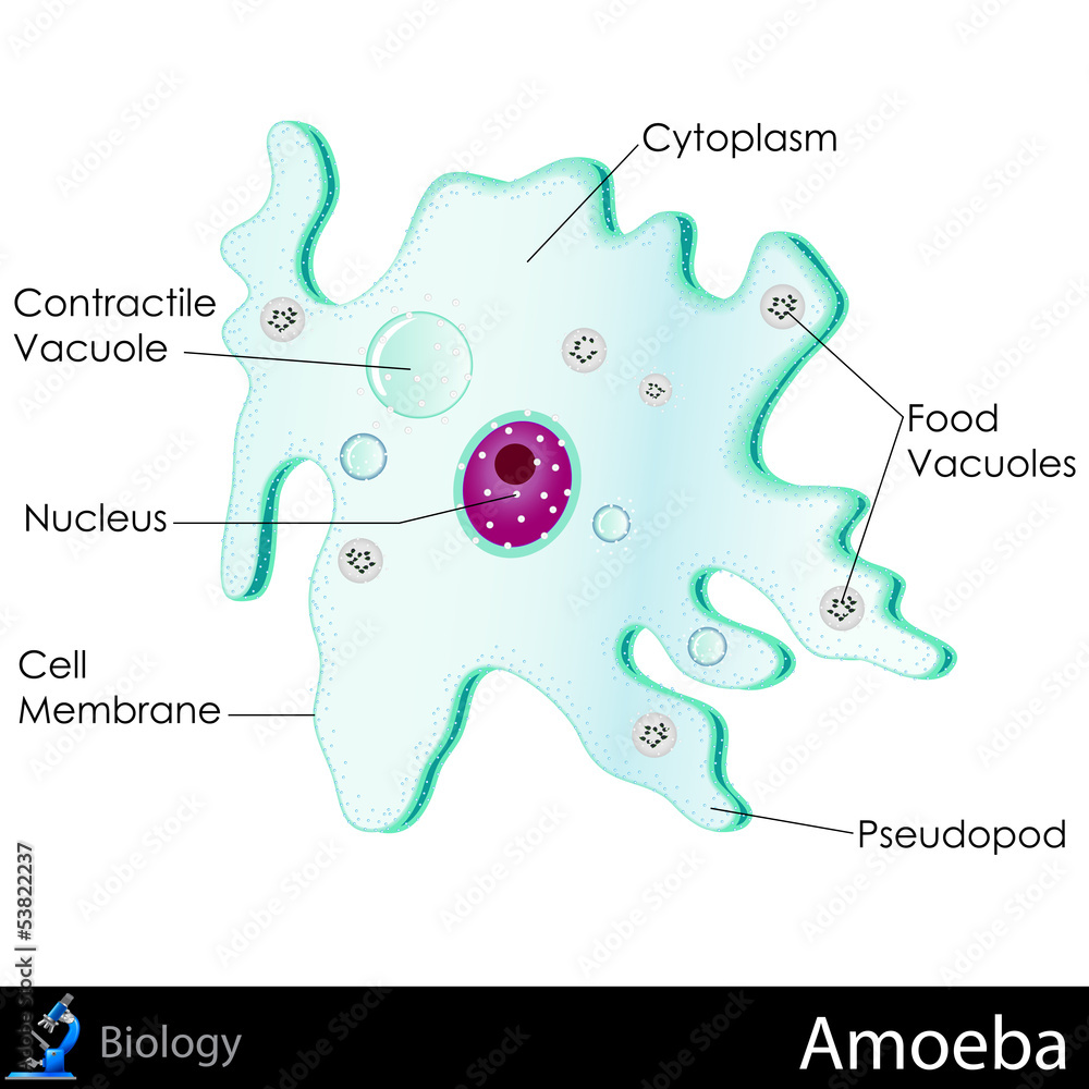Amoeba Labeled