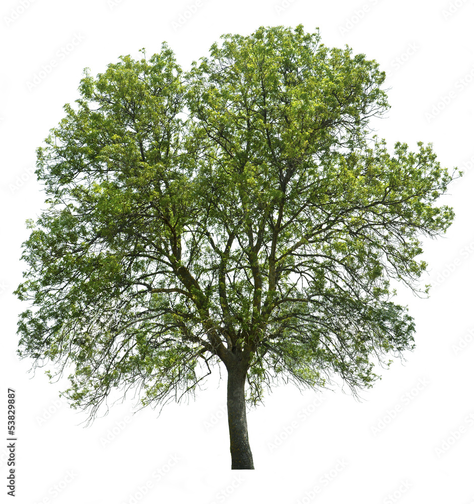 arbol con hoja verde aislado sobre blanco Stock Photo | Adobe Stock