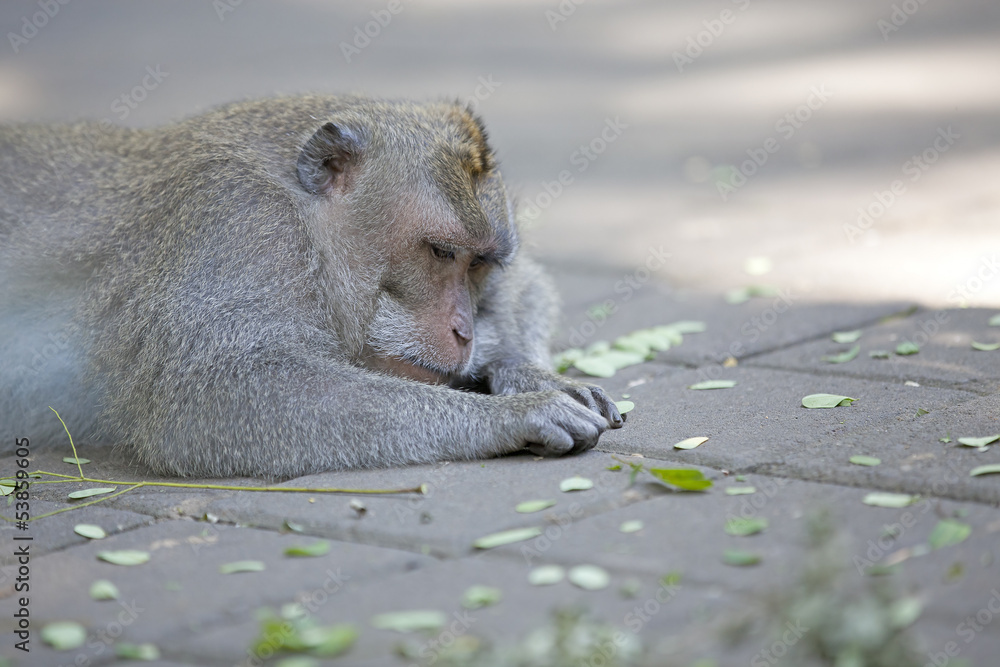 Long-tailed Macaque Monkey Stock Photo | Adobe Stock