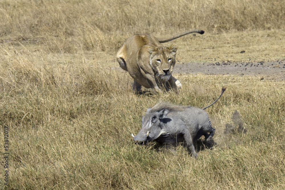Lion hunting on a Common Warthog. Stock Photo | Adobe Stock