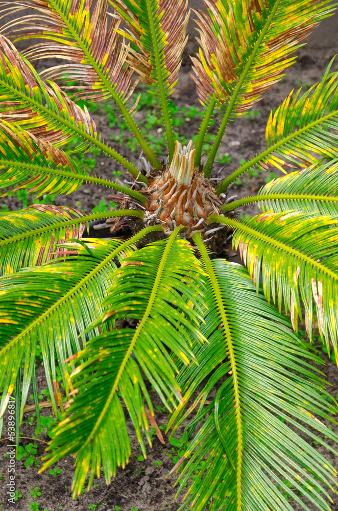 cycas revoluta Stock Photo | Adobe Stock