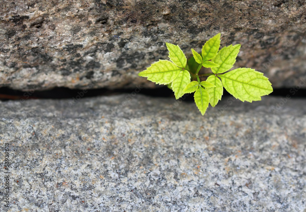Poster New life – Wall Art | UkPosters