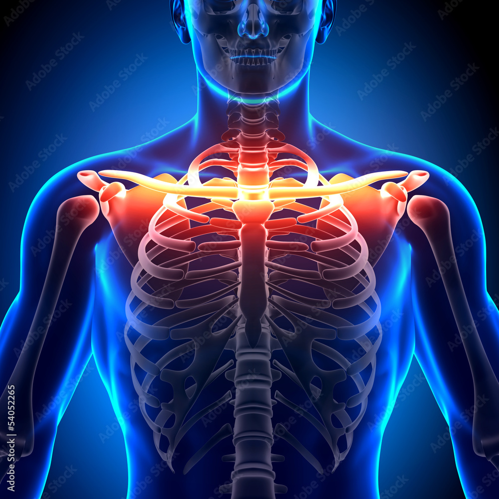 Clavicle Bone Anatomy - Anatomy Bones Stock Illustration | Adobe Stock