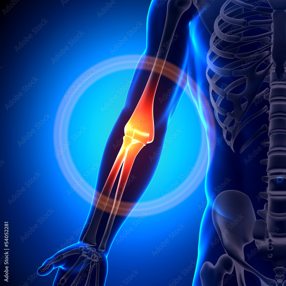 Elbow Anatomy - Anatomy Bones Stock Illustration | Adobe Stock