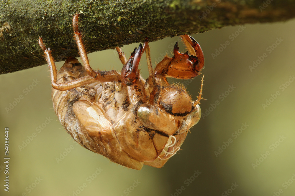 Cicada Exoskeleton - Grand Bend, Ontario Stock Photo | Adobe Stock