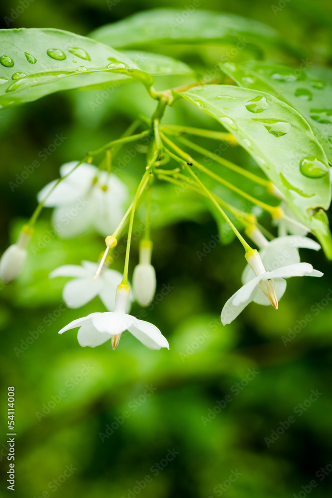 Water Jasmine aka. Wild Water Plum (Wrightia religiosa Benth) Stock ...