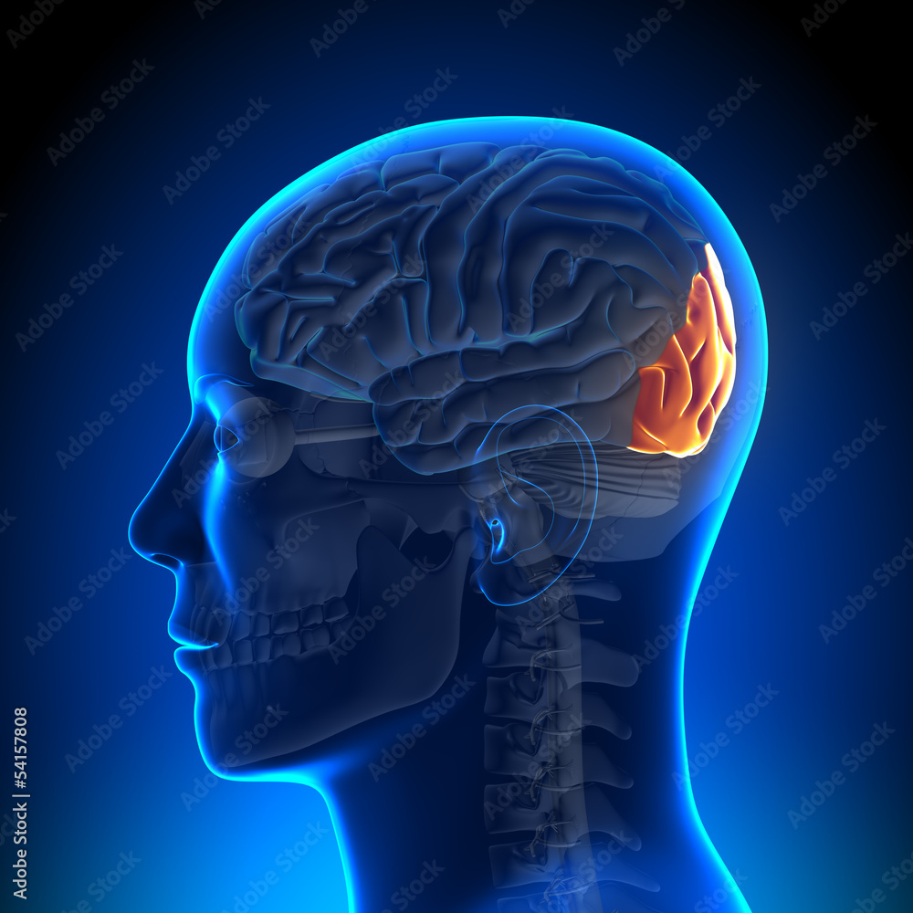 Brain Anatomy - Occipital lobe Stock Illustration | Adobe Stock