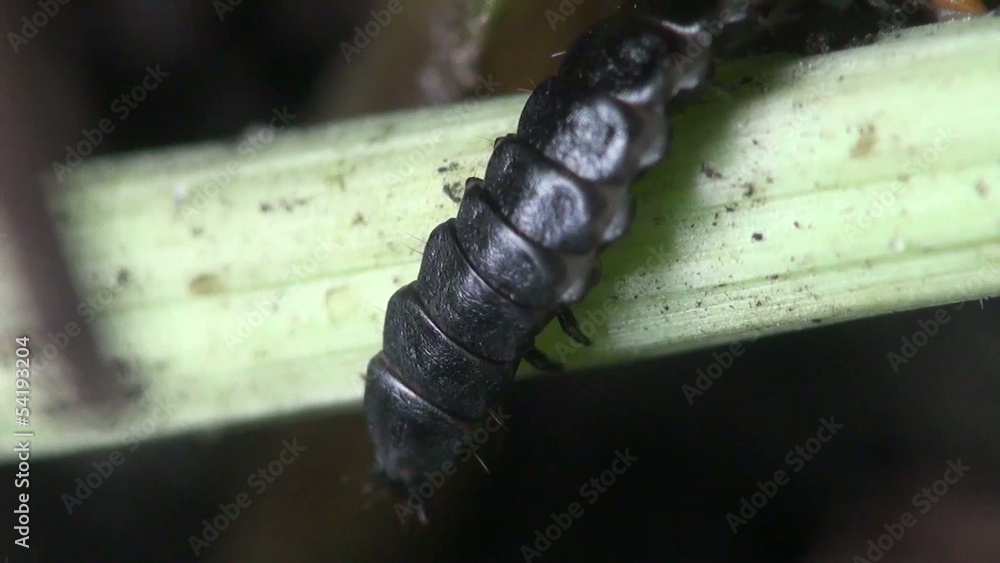 Black Carabus Monilis larva with a yellow imitation head on the tail ...