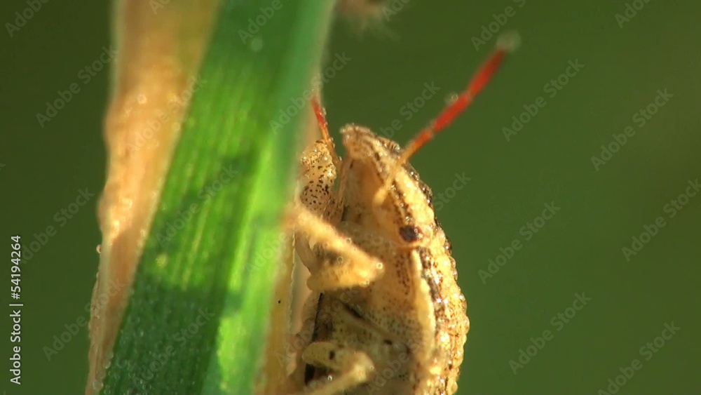Beetle instar Pentatomidae, of insects belonging to order Hemiptera ...
