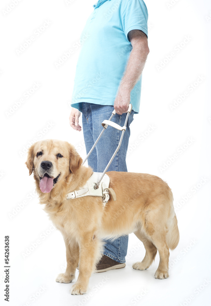 Guide dog isolated on white Stock Photo | Adobe Stock