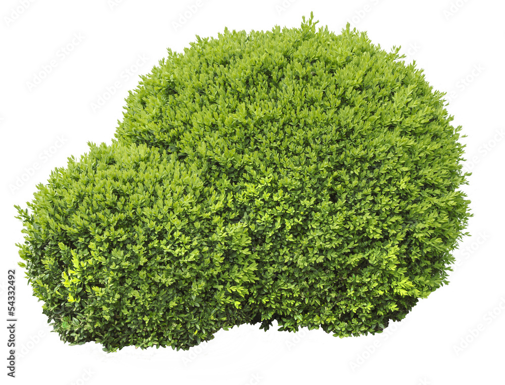 Buchs Busch freigestellt Stock Photo | Adobe Stock