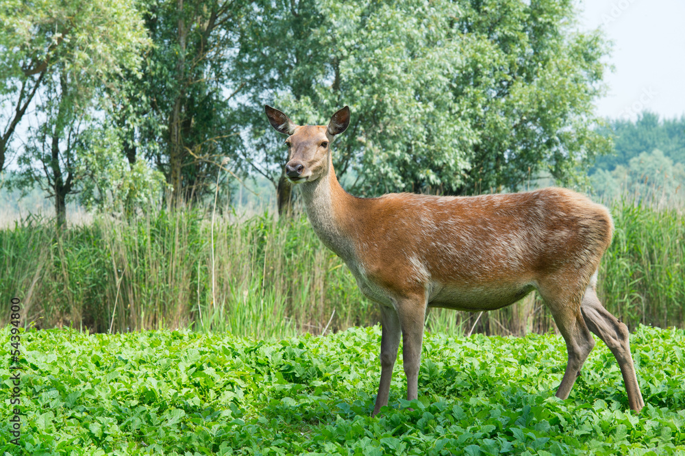Female deer in nature Stock Photo | Adobe Stock