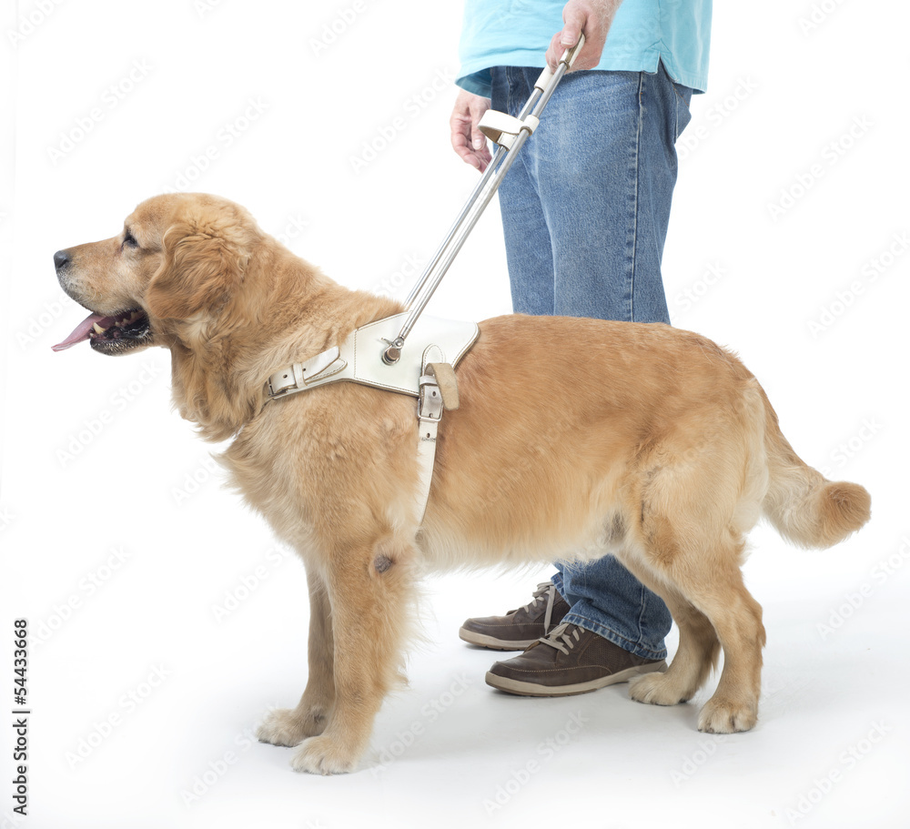Guide dog isolated on white Stock Photo | Adobe Stock