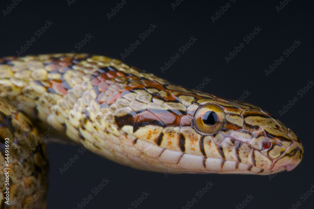 Russian rat snake / Elaphe dione Stock Photo | Adobe Stock