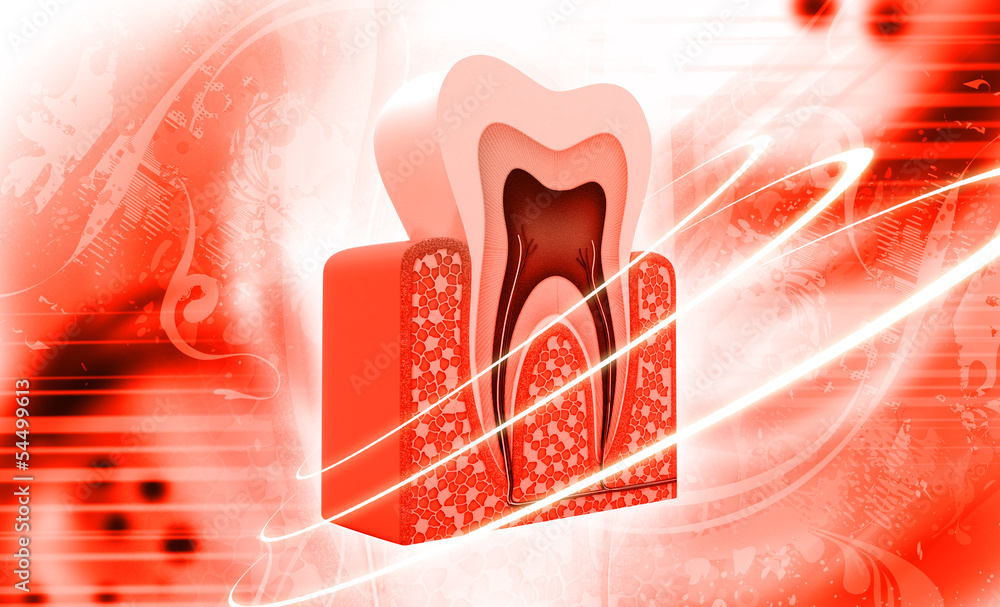 Cross-section of an adult human molar tooth Stock Illustration | Adobe ...