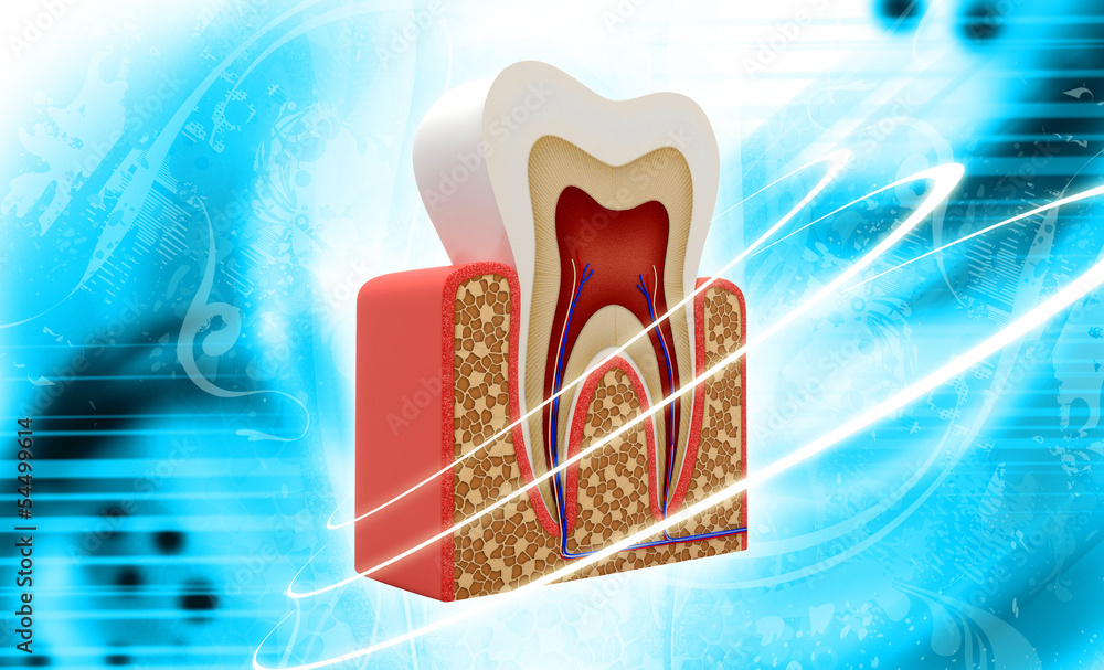 Cross-section of an adult human molar tooth Stock Illustration | Adobe ...