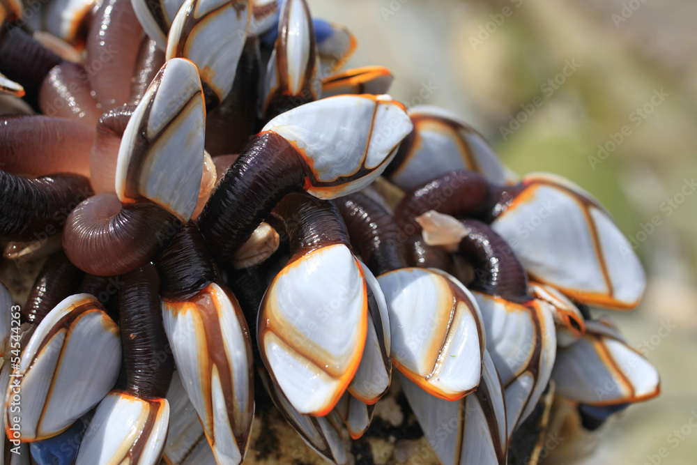 percebes en la costa 4830f foto de Stock | Adobe Stock