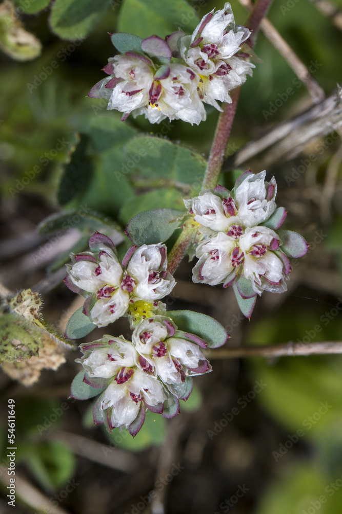 Algerian Tea (Paronychia argentea) flower Stock Photo | Adobe Stock