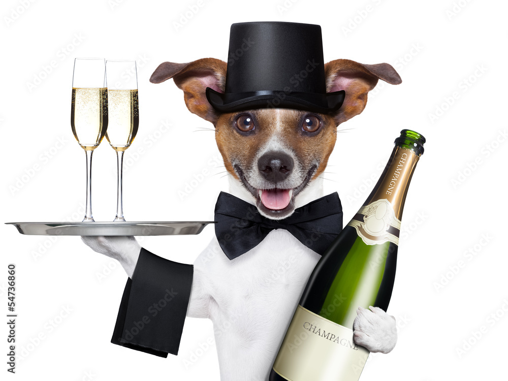 dog toasting Stock Photo | Adobe Stock