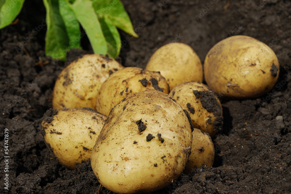 Potatoes Stock-Foto | Adobe Stock Potatoes Stock-Foto | Adobe Stock