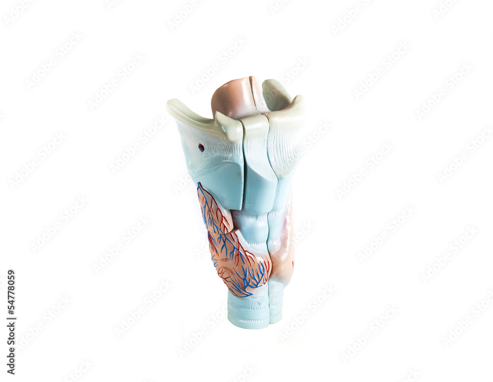 Poster anatomical model of the larynx isolated on white background ...