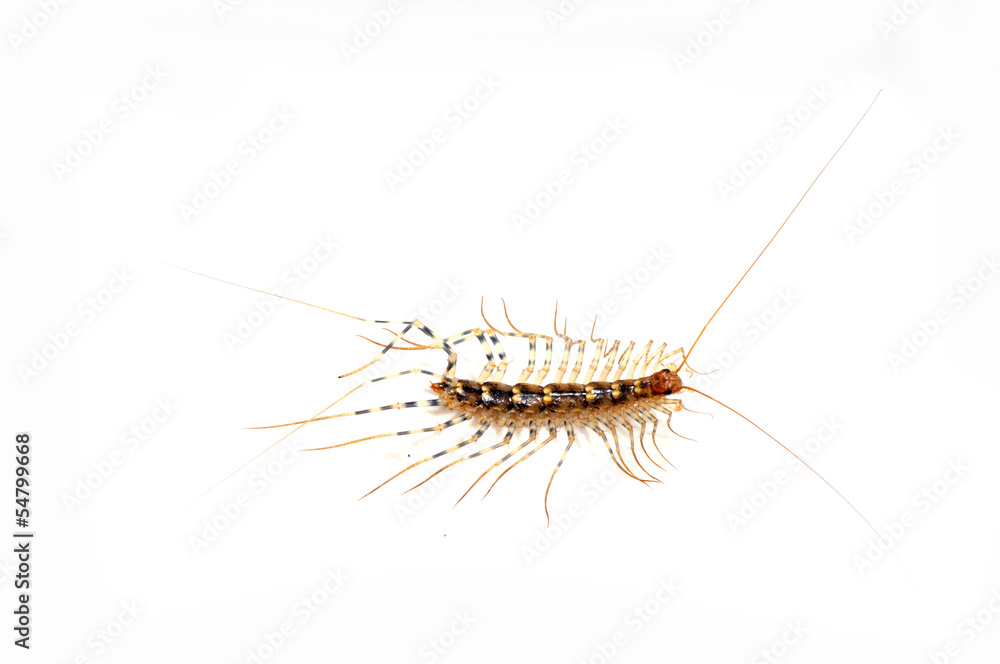 The centipede on white background Stock Photo | Adobe Stock