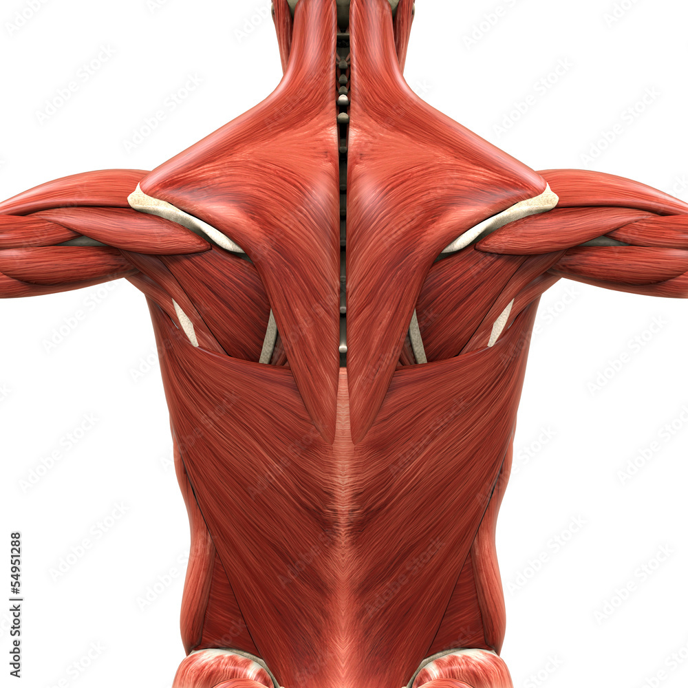 Muscular Anatomy of the Back Stock Illustration | Adobe Stock
