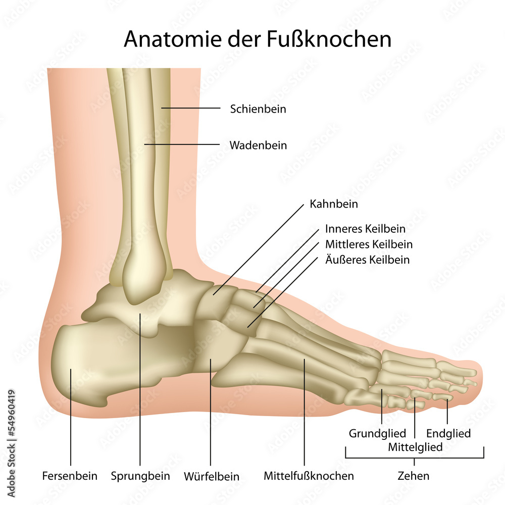 Anatomie des Fußgelenks ,des Sprunggelenks 素材庫向量圖 | Adobe Stock