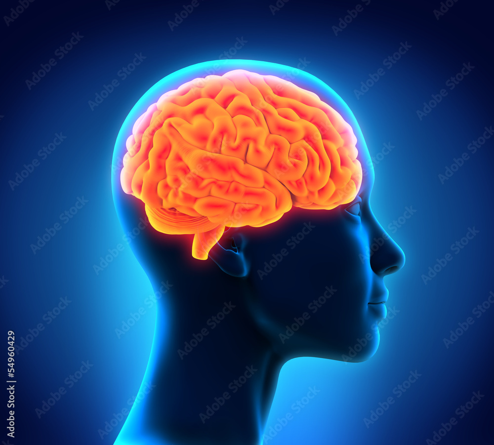 Human Brain Anatomy Stock Illustration | Adobe Stock